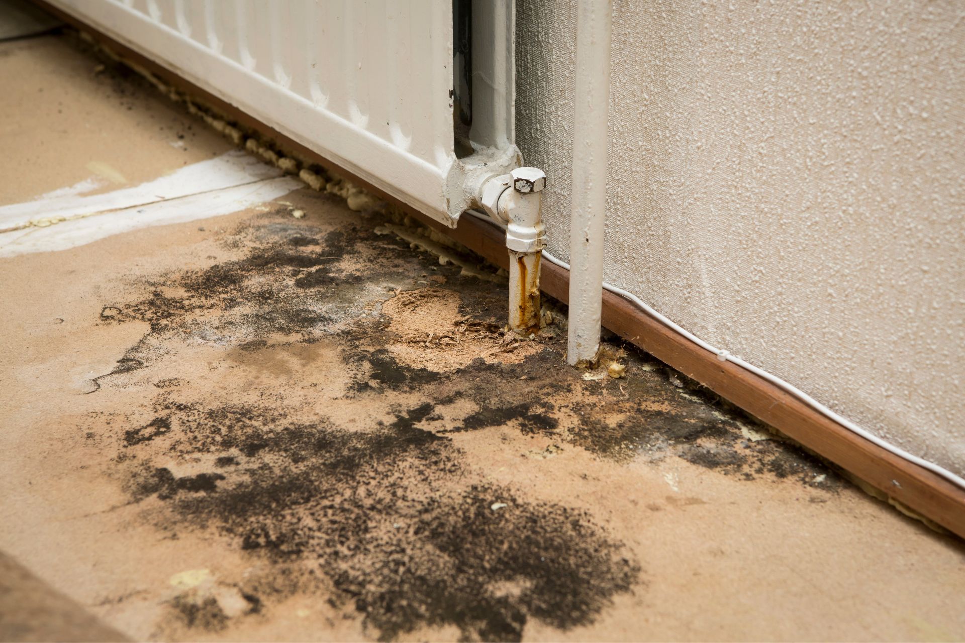 Mold Inspection vs Mold Testing: What's the Difference? | Defect ...